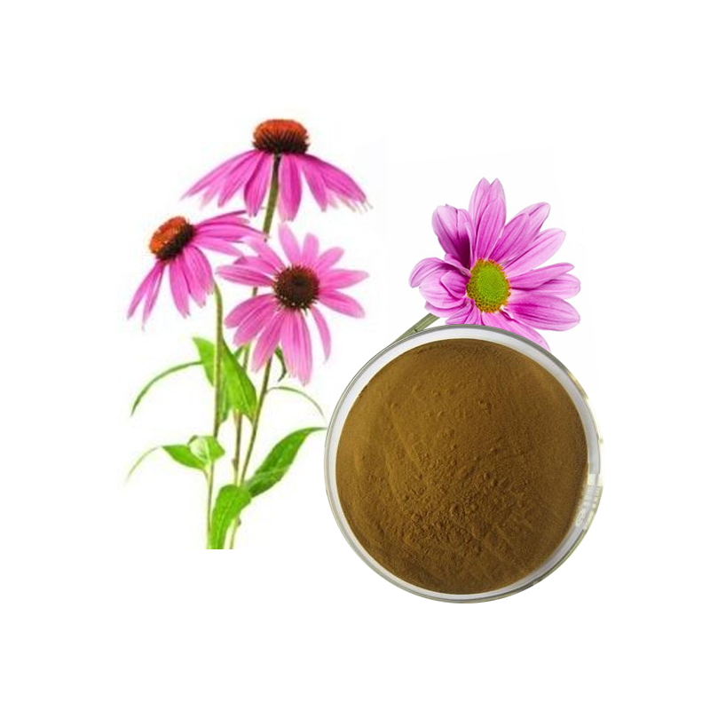China Echinacea Extract factory and manufacturers | Ruiwo