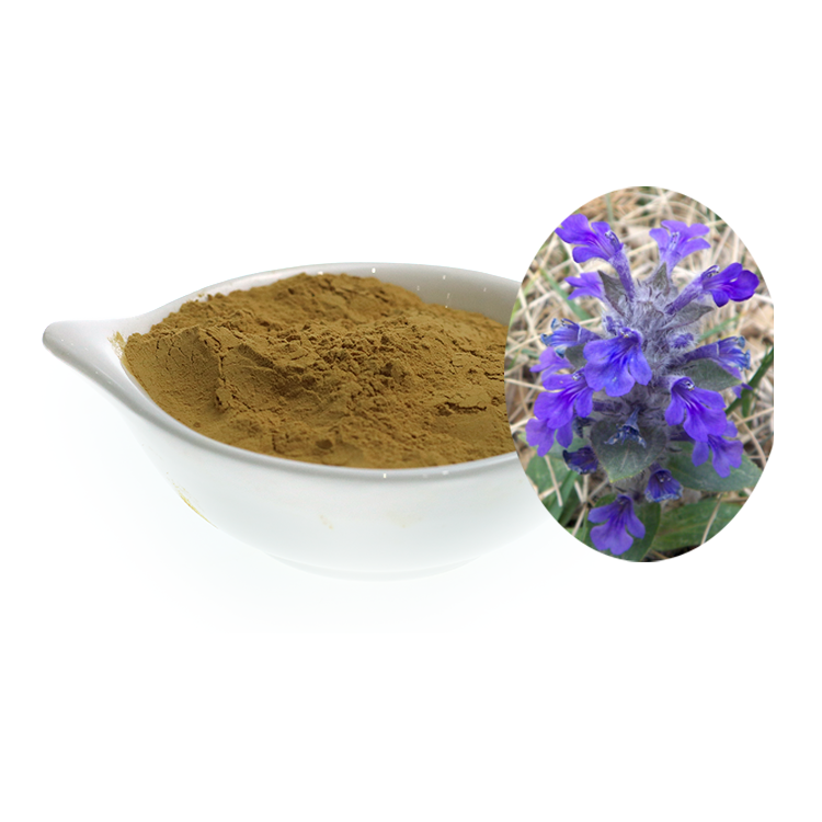 China FACTORY OFFER 100% NATURAL AJUGA EXTRACT, AJUGA TURKEST EXTRACT ...